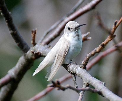 AN ALBINO HUMMINGBIRD IS A RARE TREAT | backyardwildlifeconnection