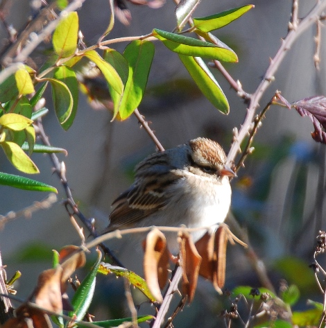 BIRDS FLUFF THEIR FEATHERS TO KEEP WARM | backyardwildlifeconnection