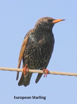 BACKYARD SECRET –THE BILL OF THE EUROPEAN STARLING CAN CHANGE COLOR ...