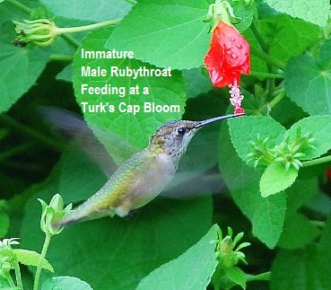 BACKYARD SECRET: RUBY-THROATED HUMMINGBIRDS FEED ON MUCH MORE THAN ...
