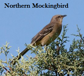 THE MOCKINGBIRD YOU THINK YOU HEAR SINGING IN YOUR BACKYARD MAY BE A ...