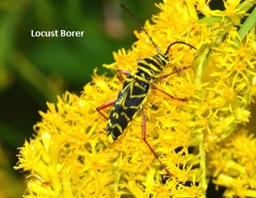 THE LOCUST BORER IS A STRIKING BACKYARD RESIDENT ...