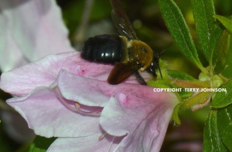 BACKYARD NECTAR ROBBERS | backyardwildlifeconnection