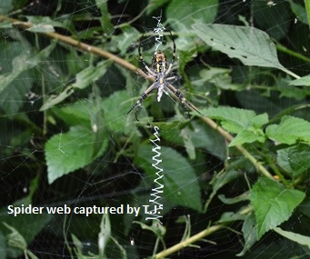 THE HUMMINGBIRD-SPIDER CONNECTION | backyardwildlifeconnection