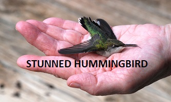 HOW TO CARE FOR STUNNED HUMMINGBIRDS | backyardwildlifeconnection
