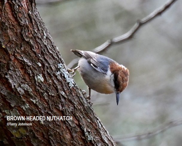 BROWN-HEADED NUTHATCHES USE TOOLS | backyardwildlifeconnection