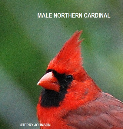 BACKYARD SECRET: OTHER NAMES FOR CARDINALS | backyardwildlifeconnection