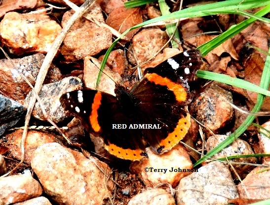 MEET THE RED ADMIRAL | backyardwildlifeconnection