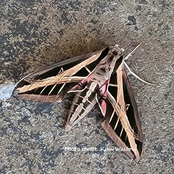BANDED SPHINX MOTH FOUND | backyardwildlifeconnection