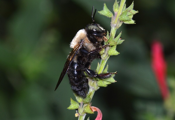BUMBLEBEES HAVE BEEN FLYING ON COOL MORNINGS | backyardwildlifeconnection