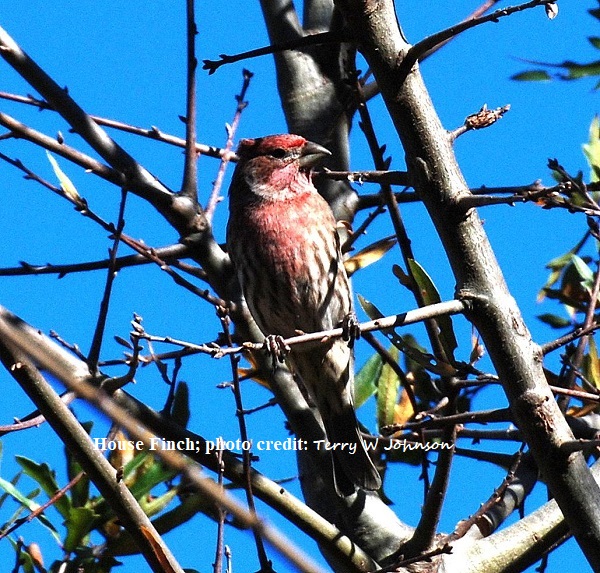 BACKYARD SECRET—BIRDS CAN SLEEP WITH ONLY ONE EYE CLOSED ...