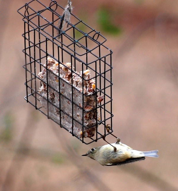 BLOGGERS SHARE SUET TIPS | backyardwildlifeconnection
