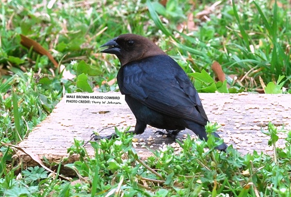 DISCOURAGING COWBIRDS FROM VISITING FEEDERS | backyardwildlifeconnection