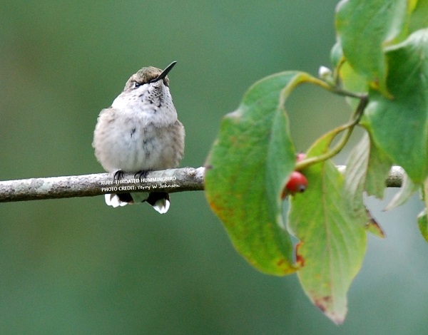 FOLKS ONCE THOUGHT HUMMINGBIRDS DID NOT MIGRATE ...