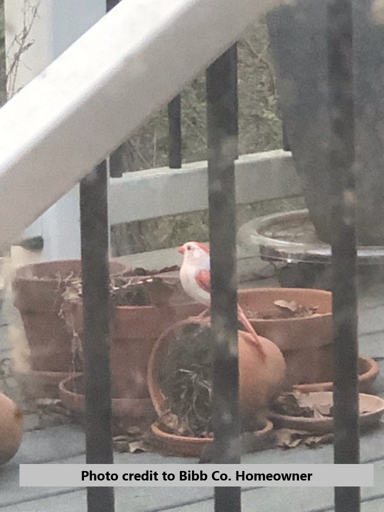 RARE WHITE CARDINAL APPEARS AT FEEDER | backyardwildlifeconnection