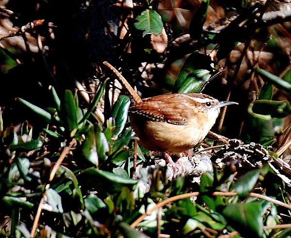 WHY DON’T A BIRD’S LOUD CALLS DAMAGE ITS EARS? | backyardwildlifeconnection