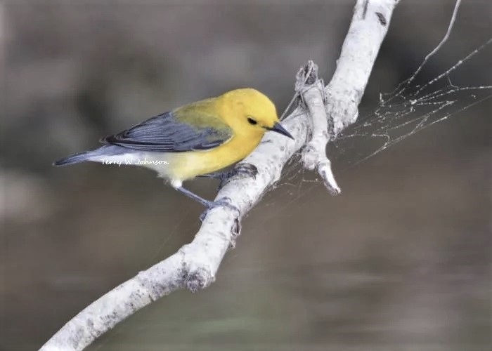 EARLY SPRING IS A GREAT TIME OF FIND BIRDS MIGRATING THROUGH YOUR ...