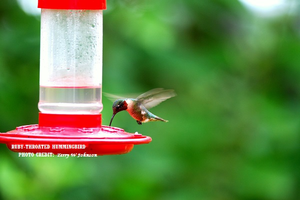 RUBYTHOATED HUMMINGBIRDS RETURN TO GEORGIA IN MARCH ...