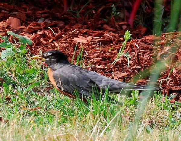 SOME OF THE SONGBIRDS THAT NEST IN YOUR YARD RETURN TO NEST THERE AGAIN ...
