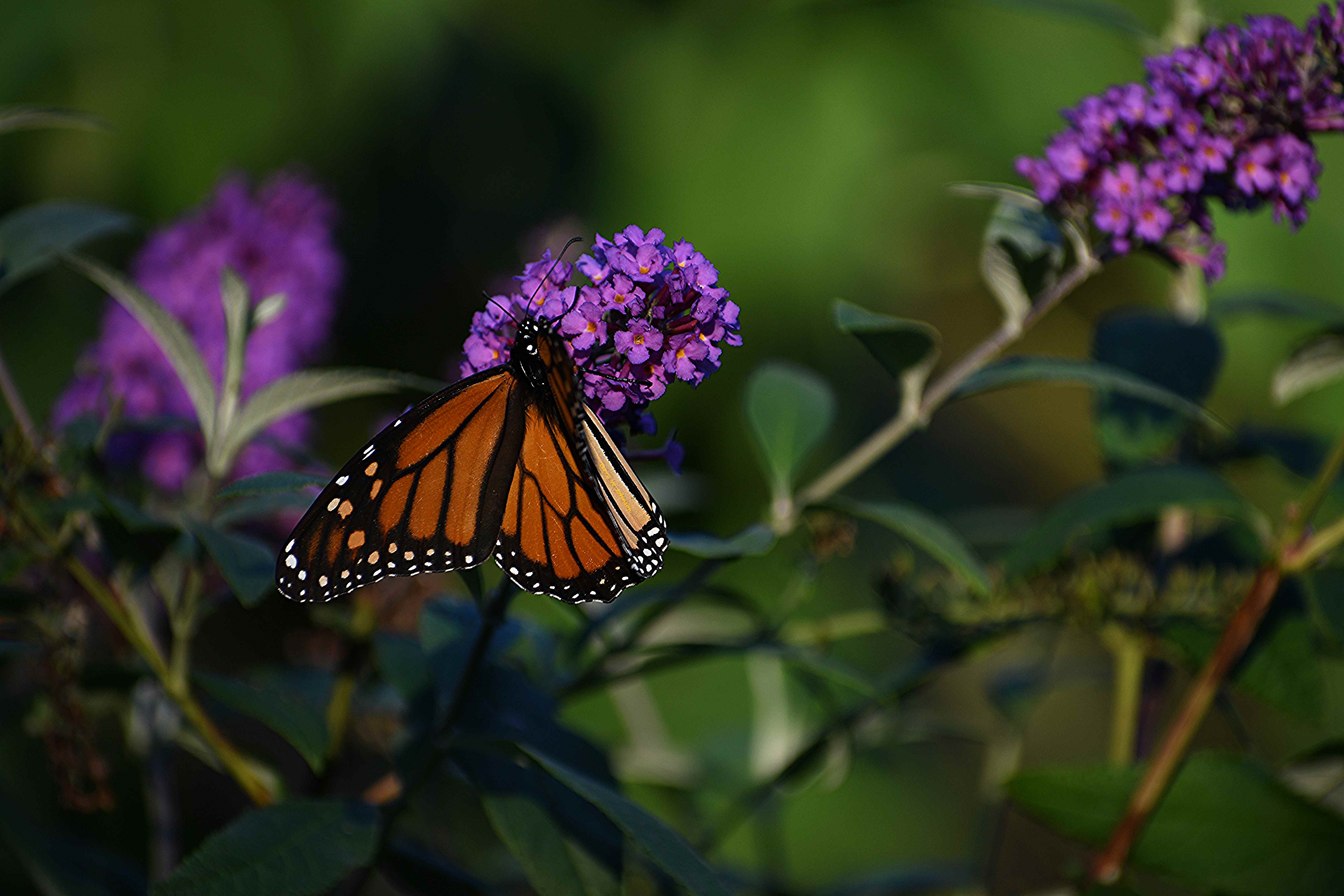THE MONARCH POPULATION CONTINUES ITS DOWNWARD SLIDE ...