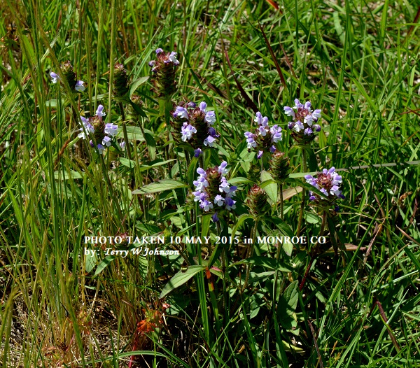 BLOGGER SHARES HER EXPERTISE WITH HEAL-ALL | backyardwildlifeconnection