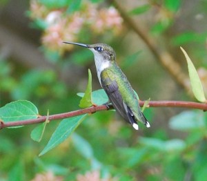 BACKYARD SECRET – HUMMINGBIRDS NEED TO EAT INSECTS TO SURVIVE ...