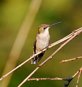 BACKYARD SECRET – HUMMINGBIRDS RECOGNIZE INDIVIDUAL FACES ...