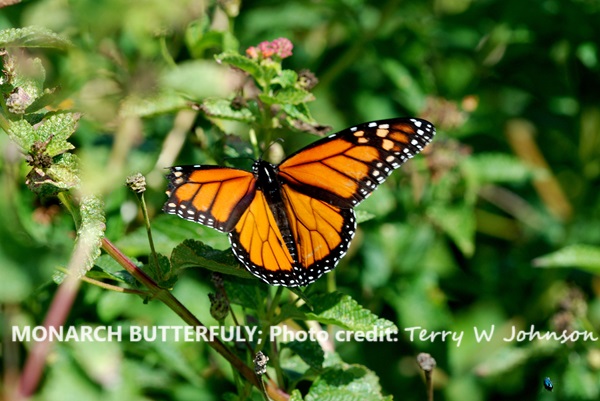 MONARCHS IN WINTER? | backyardwildlifeconnection