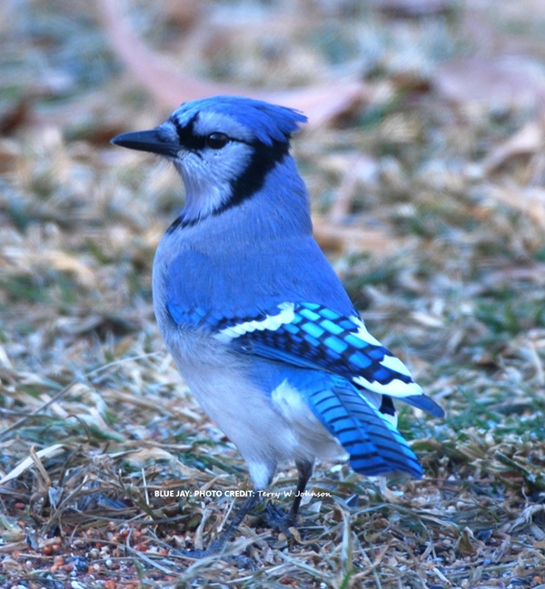 BLUE JAY TOOK ITS FONDNESS FOR SUNFLOWER SEEDS TO THE EXTREME ...