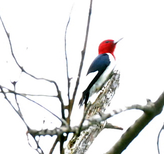 BACKYARD SECRET – THEODORE ROOSEVELT WATCHED BIRDS ON THE GROUNDS OF ...