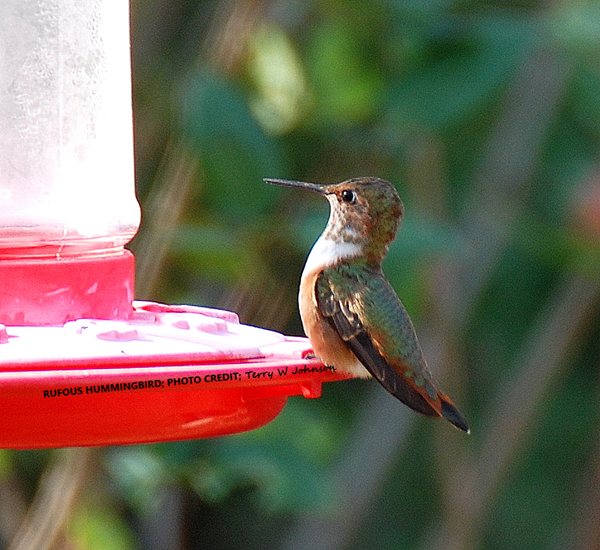 BACKYARD SECRET – THE RUFOUS IS THE MOST COMMON HUMMINGBIRD DURING THE ...