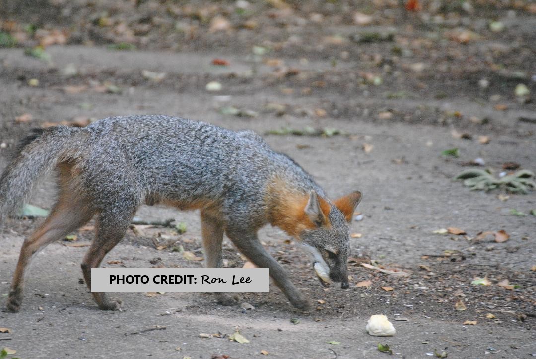 GRAY FOXES ARE SOMETIMES SEEN NEAR HOMES | backyardwildlifeconnection