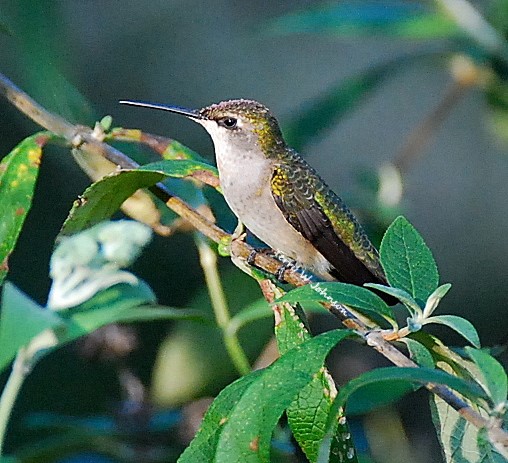BACKYARD SECRET – RUBYTHROATS MIGRATE MOSTLY DURING THE DAYLIGHT HOURS ...