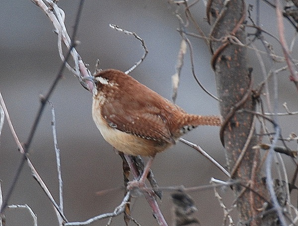 BACKYARD SECRET – CAROLINA WRENS ARE PROLIFIC SONGSTERS ...