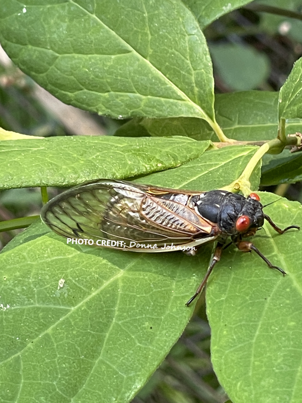BACKYARD SECRET – RECIPES FOR FOLKS THAT EAT CICADAS ...