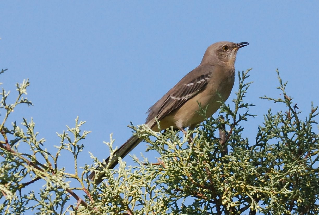 WHY DO MOCKINGBIRDS SING AT NIGHT? | backyardwildlifeconnection