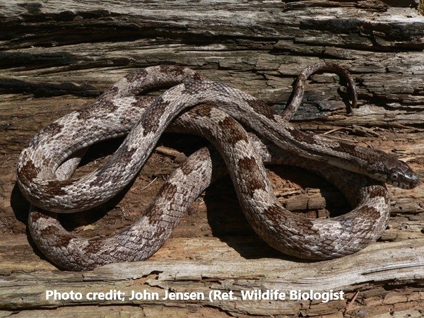 FREE SNAKE GUIDE AVAILABLE FROM GEORGIA DNR | backyardwildlifeconnection