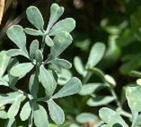 COMMON RUE – THE UNCOMMON HOST PLANT | backyardwildlifeconnection