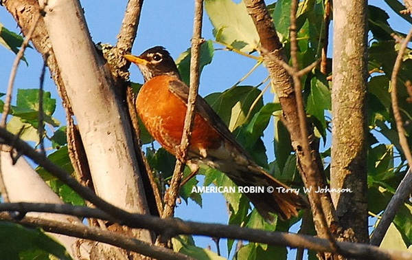 AMERICAN ROBINS EAT LOTS OF FRUITS AND BERRIES IN FALL AND WINTER ...