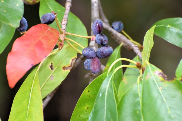 BACKYARD SECRET – BLACK GUM TREES ADVERTIZE THEY HAVE FRUIT ...
