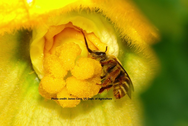 THE LINK BETWEEN PUMPKINS AND SQUASH BEES | backyardwildlifeconnection