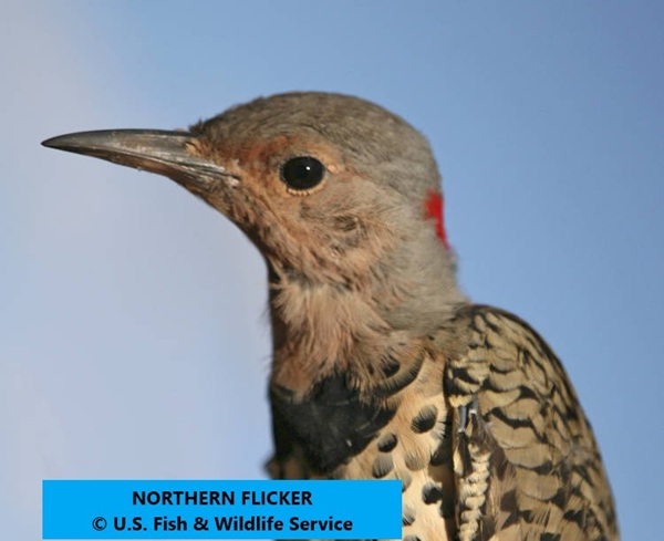 NORTHERN FLICKER ROOSTING SITES | backyardwildlifeconnection