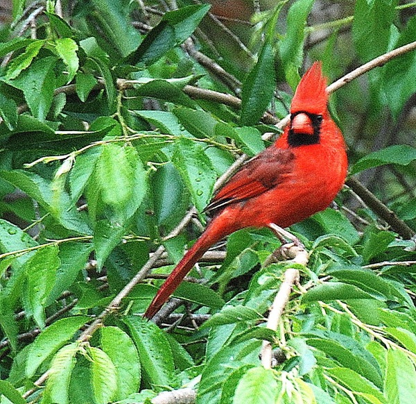 BACKYARD SECRET – THE CARDINAL’S COLOR IS AFFECTED BY WHAT IT EATS ...