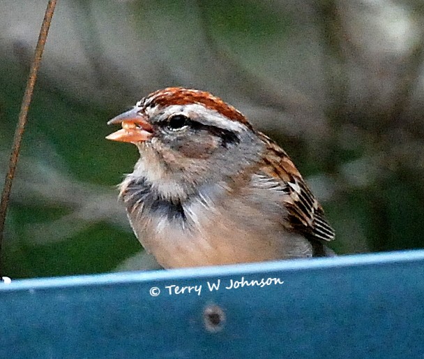 A DEEPER UNDERSTANDING OF CHIPPING SPARROW FEEDING ...