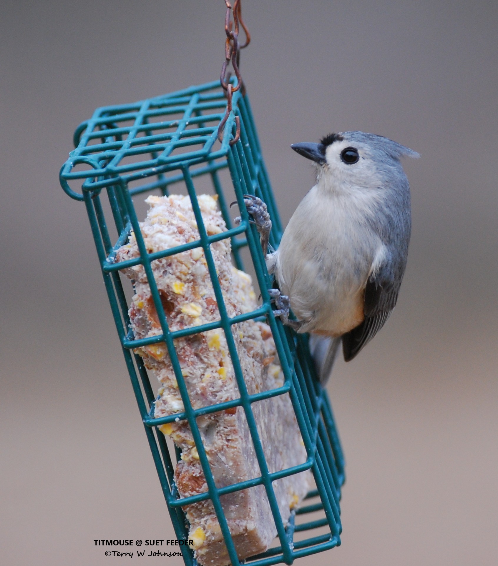 SUET HAS BECOME MORE THAN A WINTER BIRD FOOD | backyardwildlifeconnection