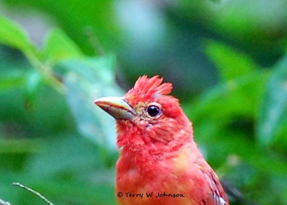 SUMMER TANAGERS EAT WASPS AND BEES | backyardwildlifeconnection
