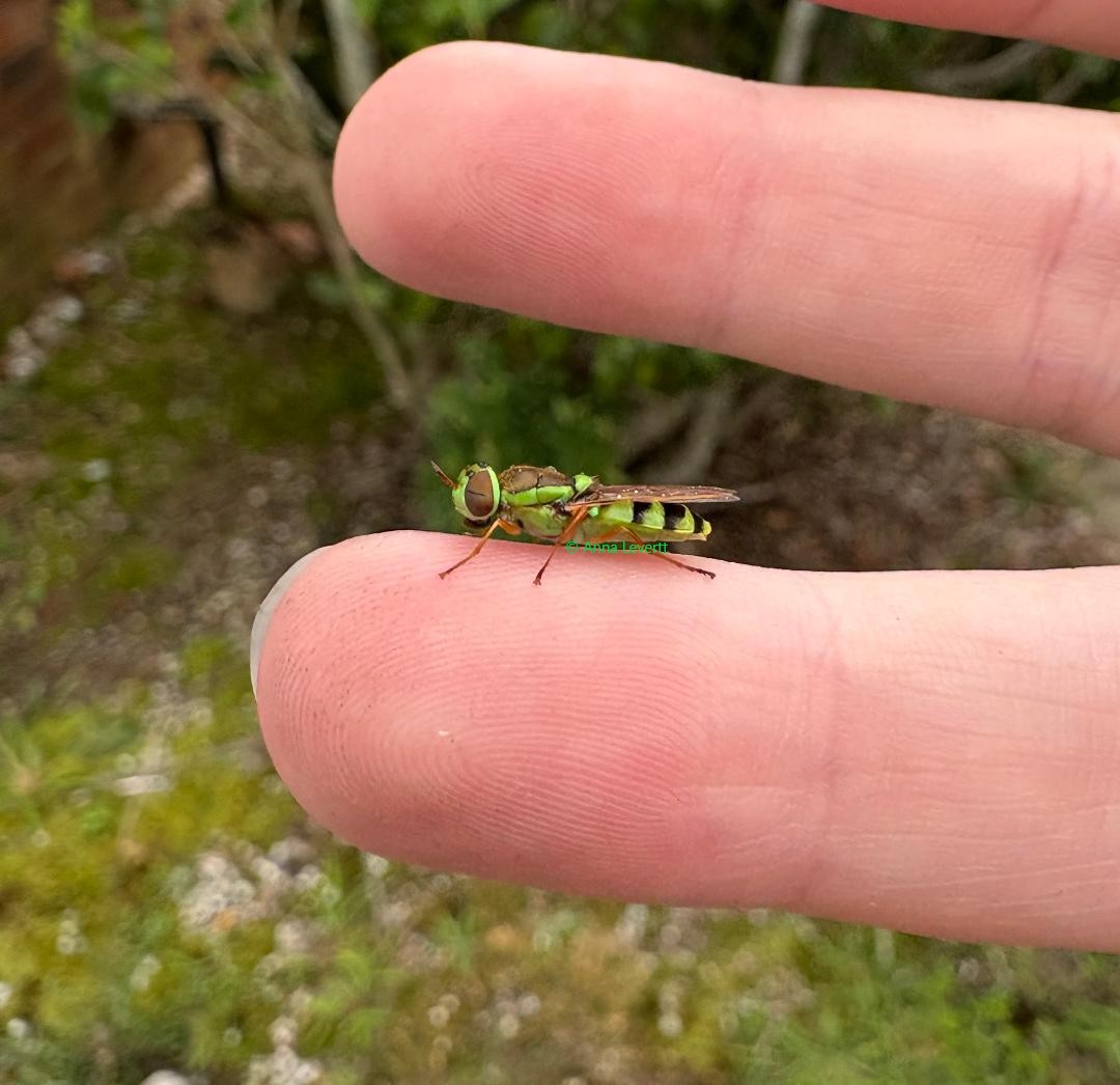 GREEN SOLDIER FLY – VALUABLE BACKYARD NEIGHBOR | backyardwildlifeconnection