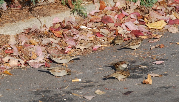 BACKYARD SECRET – HOUSE SPARROWS CAN SWIM | backyardwildlifeconnection